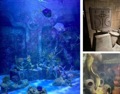 Ultimate Atlantis Bahamas Waterpark Guide: A Complete Tour of the Best ...